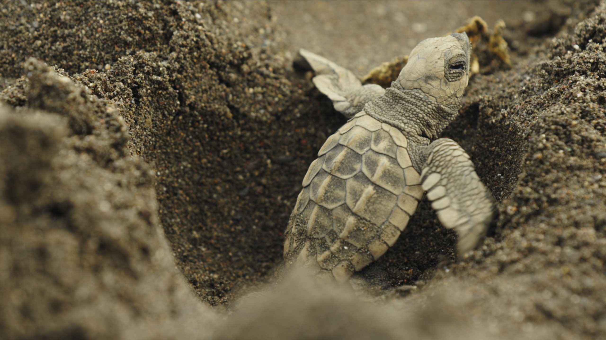 Facts about Olive Ridley sea turtle - TTrikon Blogs